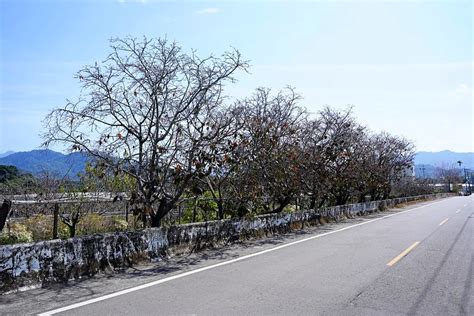 2024新社櫻花秘境｜私人園區，入園100元，可買水果或蔬菜抵喔