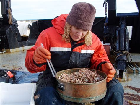 072 Benthic Sampling Russian American Long Term Census Of The
