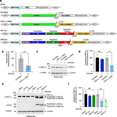Engineering And Testing The Functionality Of Human Isogenic Stable Cell
