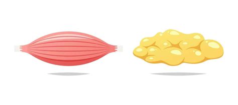 Adipose Tissue Vector Art Icons And Graphics For Free Download