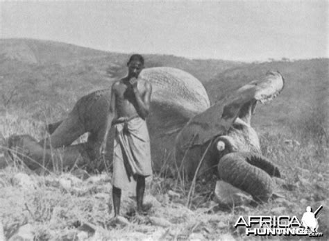 Hunting Elephant