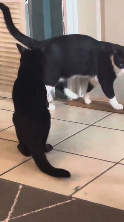 Social Higharcy Youtube