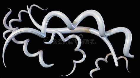 3d Rendering Of Group Of Borrelia Burgdorferi Bacterium Stock