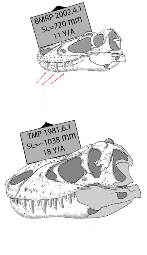 Theropod Lips Dont Forget Sinornithosaurus The Pterosaur Heresies