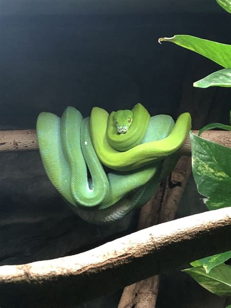 Green Tree Python