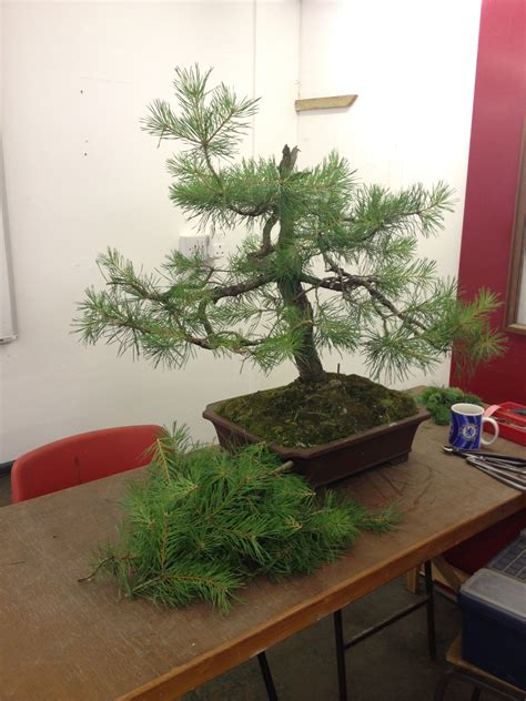 Classroom Corner Conifers In Class John Hanby Bonsai