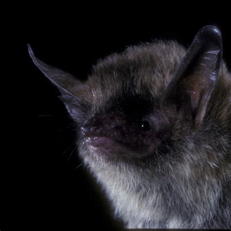Stream Species Spotlight Northern Long Eared Bat By Natureserve