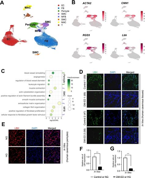Single Cell Transcriptome Analysis Of Cavernous Tissues Reveals The Key