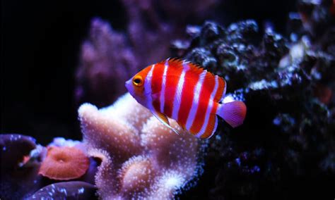 The 6 Most Expensive Saltwater Fish You Can Buy In 2024 A Z Animals