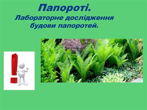 Папороті Лабораторне дослідження будови папоротей презентация онлайн