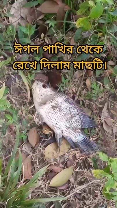 ঈগল পাখির থেকে রেখে দিলাম ঈগল মাছ মাছধরা মাছের ভিডিও মাছের