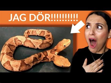 Ofattbara Djur Med Huvuden Youtube