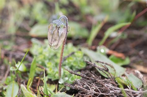 Codonopsis Ovata Morten Ross