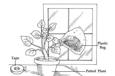 Transpiration Biology Experiments Sawan Books