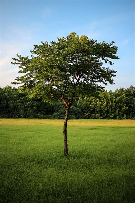 The Tree International Photo Awards