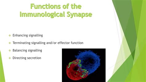 Immunological Synapse Pptx