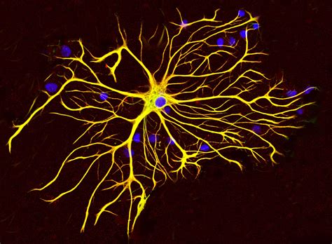 28 Facts About Astrocyte