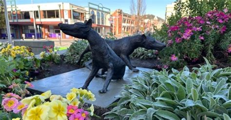 Tassie Tiger Sculptures Find New Home Launceston Lively Magazine