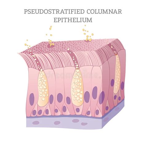 Epithelia Cell Anatomy Stock Illustrations 8 Epithelia Cell Anatomy