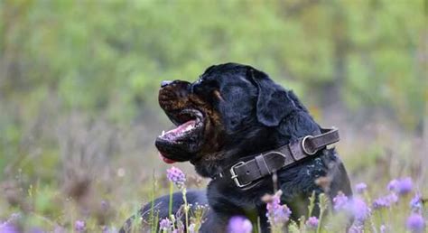 上乘羅威納犬的靈魂 每日頭條