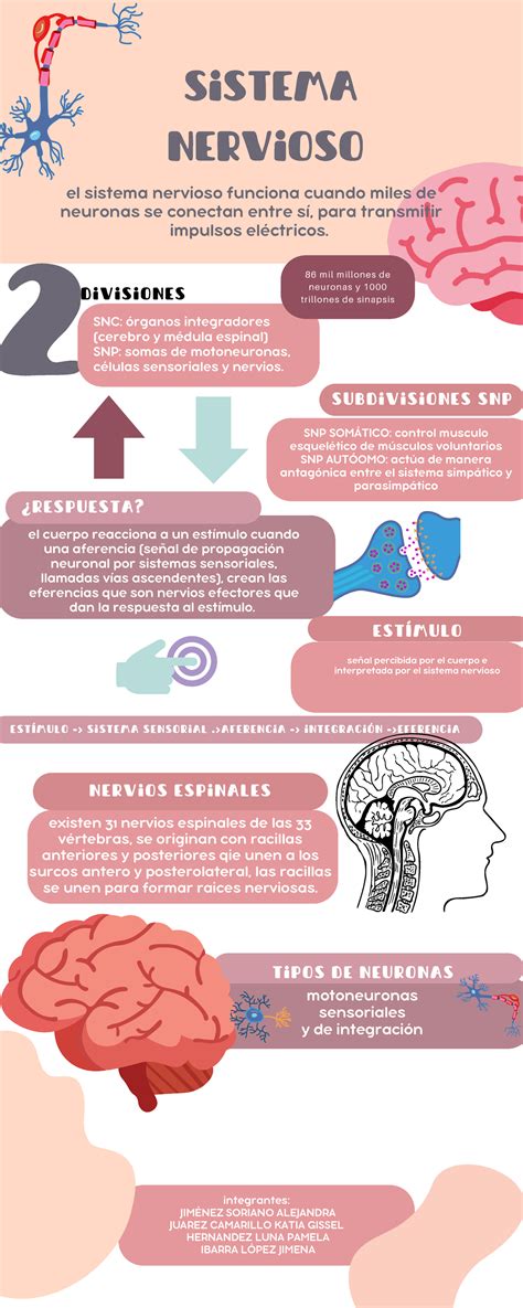 Infografia De Embriologia Del Snc By Edna Yanira Orti - vrogue.co