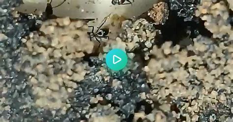 Iridomyrmex Anceps Side Opening Album On Imgur