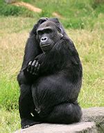 Strategic Gorilla Sex May Explain Human Monogamy Neatorama