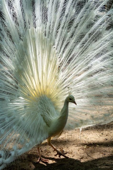 Leucistic Indian Peacock Pavo Cristatus Beautiful White Bird With