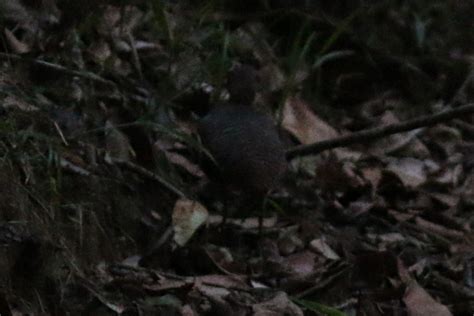 Rusty Tinamou Crypturellus Brevirostris Media Search Macaulay