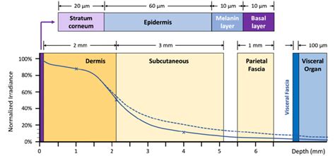 Transdermal Transmission Approximations Of Red And Nir Light In Download Scientific Diagram