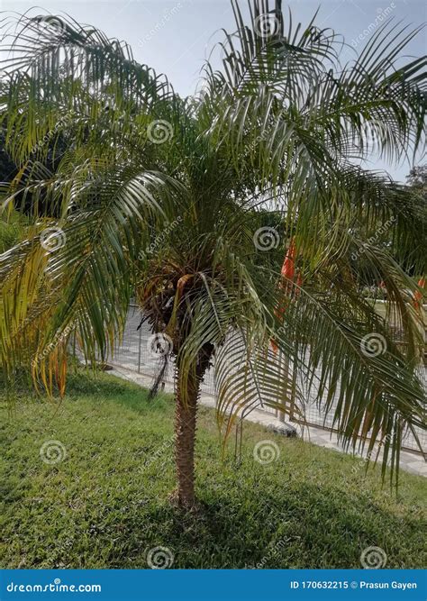 Some Special Species Of Coconut Tree Stock Image Image Of Garden Special