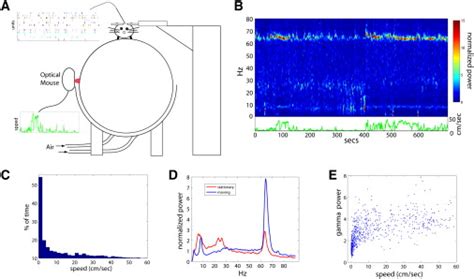 Modulation Of Visual Responses By Behavioral State In Mouse Visual Cortex Neuron