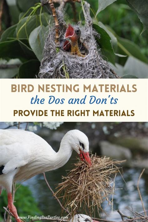 Tips For Providing Nesting Material For Birds