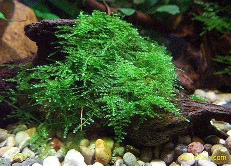 Мох Рождественский (Christmas Moss ) | Интернет-магазин АкваПитер