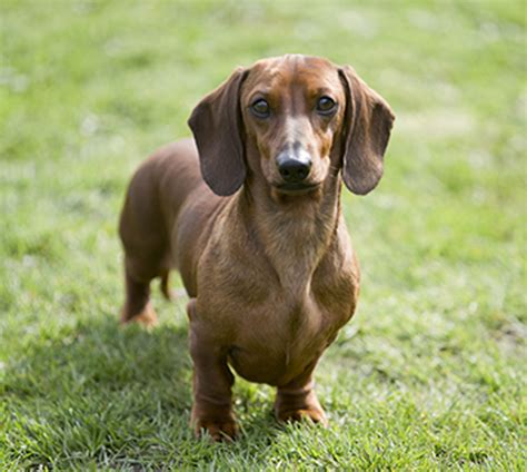 How Much Is A Mini Dachshund Puppy