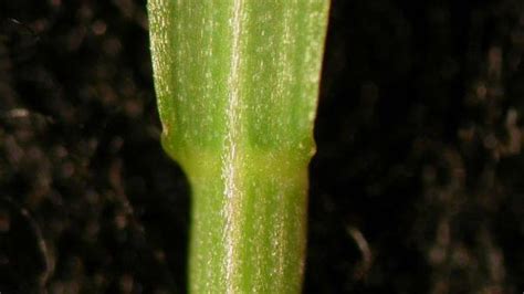 Creeping Bentgrass Nc State Extension Publications
