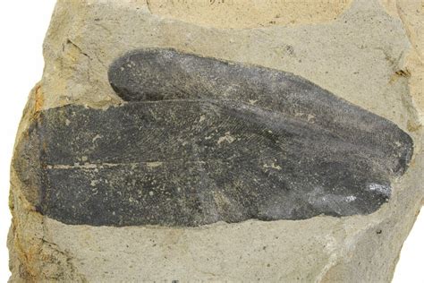 2 7 Fern Neuropteris Fossil Mazon Creek 262585 For Sale