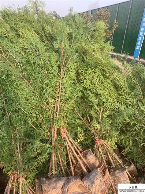 扁柏药用价值 新闻中心 沭阳县广汉园林苗木场