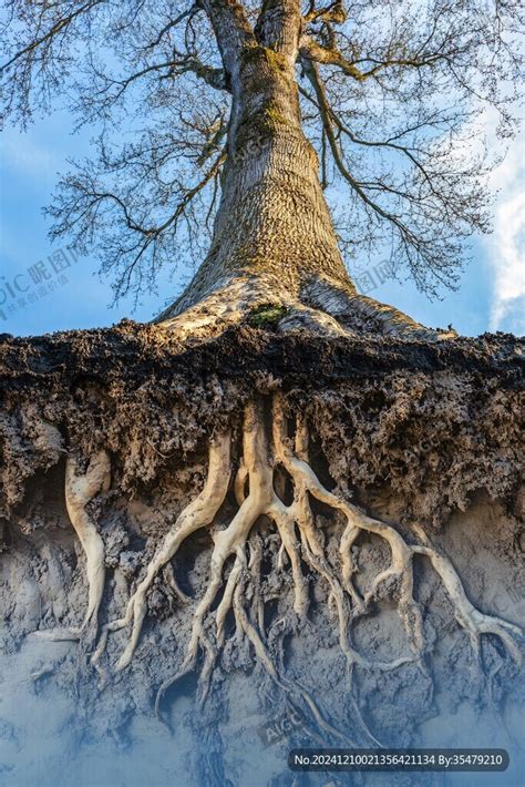 Ai创作图树根高清 夕阳下的榕树根 高清树根 裸露的树根 树大根深 树根四开 暴露的树根 生命力树根 露出的树根 高清榕树根 攀爬的树根 奇特树根 树根裸露 独特树根 奇怪的树根nipic