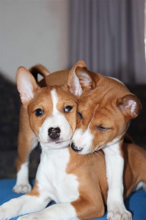 Basenji Puppies Go To Their New Homes Basenji Tambuzi Basenji Breeder