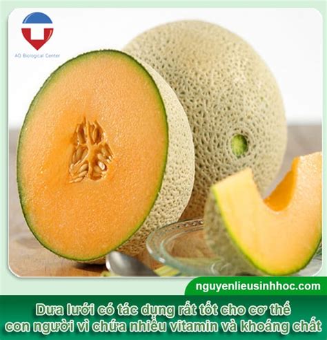 Cách ươm Hạt Dưa Lưới Tại Nhà Nảy Mầm 100 Cây Lớn Nhanh