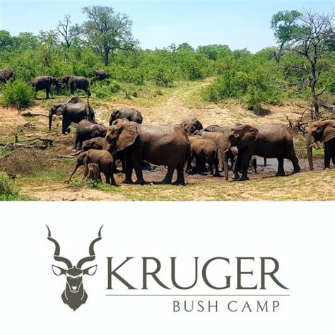Game Drives Hoedspruit · Kruger Bush Camp Big 5 Safari Lodge