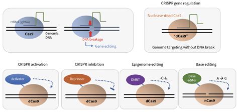 Crispr Beyond Gene Editing Retina Today