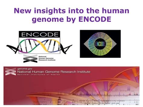 New Insights Into The Human Genome By Encode Project Pptx