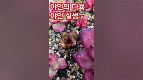 미소가 가득한 주말 되세요 ~ 마이진 파종이 실생 다육 다유기 다육이 다육식물 반려식물 다육판매 다육이판매 다육이키우기 다육인스타그램 매혹이 청주