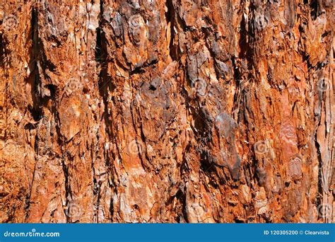 Red Tree Bark Close Up For A Background Stock Photo Image Of Summers Tree 120305200