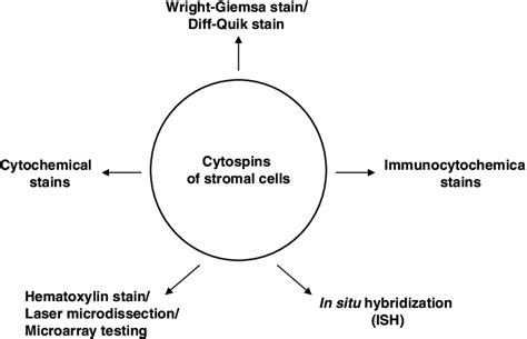 1 Schematic Representation Of Simple Cytospin Preparations Allowing Download Scientific Diagram