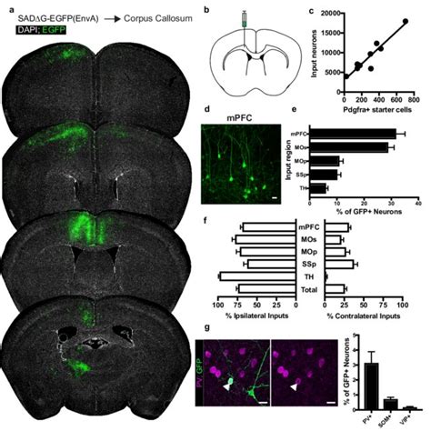 Neuronal Inputs To Callosal Opcs Arise From Functionally Interconnected Download Scientific
