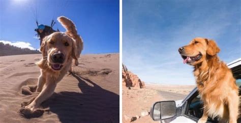 Ein Reisender Mit Schwanz Ein Hund Bereiste Mit Seinem Besitzern Die