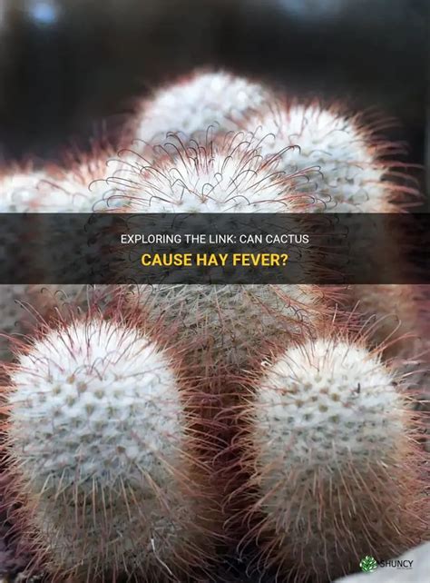 Exploring The Link Can Cactus Cause Hay Fever Shuncy